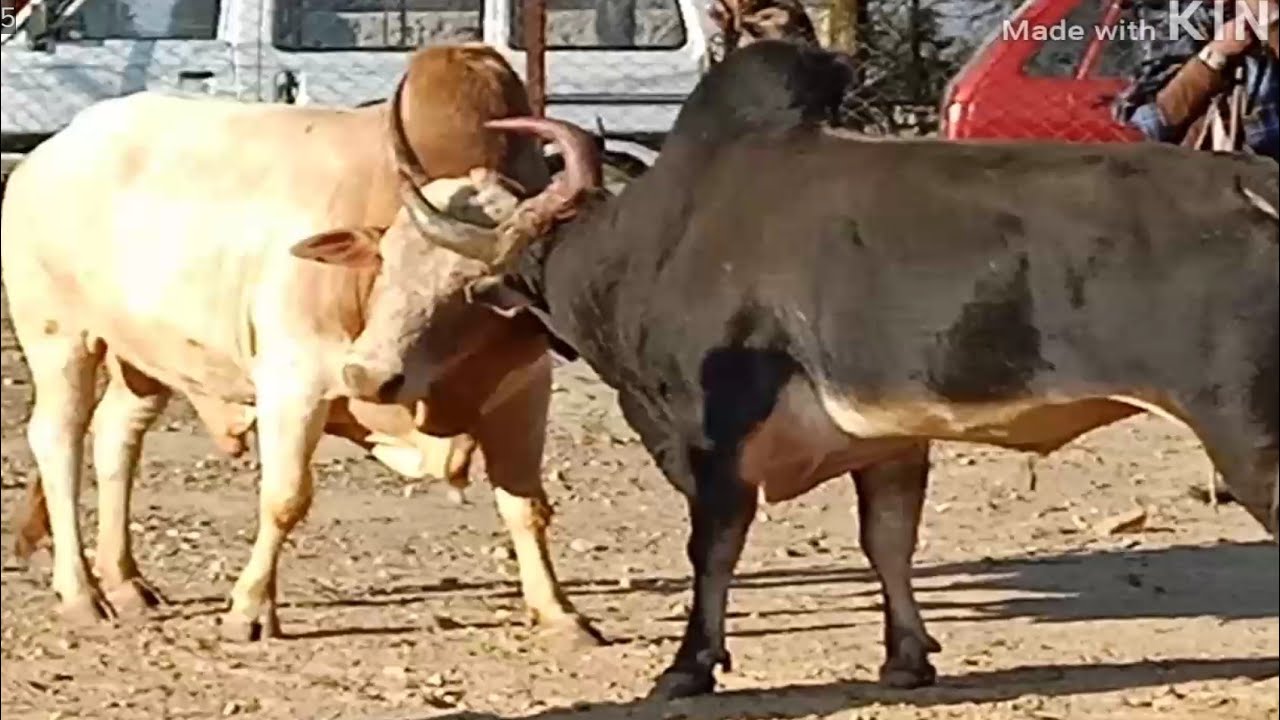Saw vr Ïonga#Iatur MASI KHASI Bull Fight - YouTube