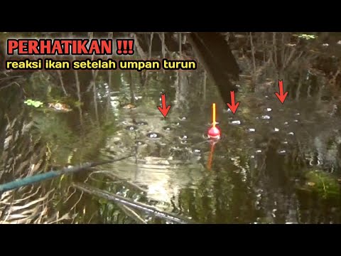 Mancing ikan seperti ini yang bikin betah pemancing sampai lupa pulang