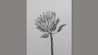 How To Draw A King Protea Flower Step By Step: Pencil Sketch King Protea Flower Drawing