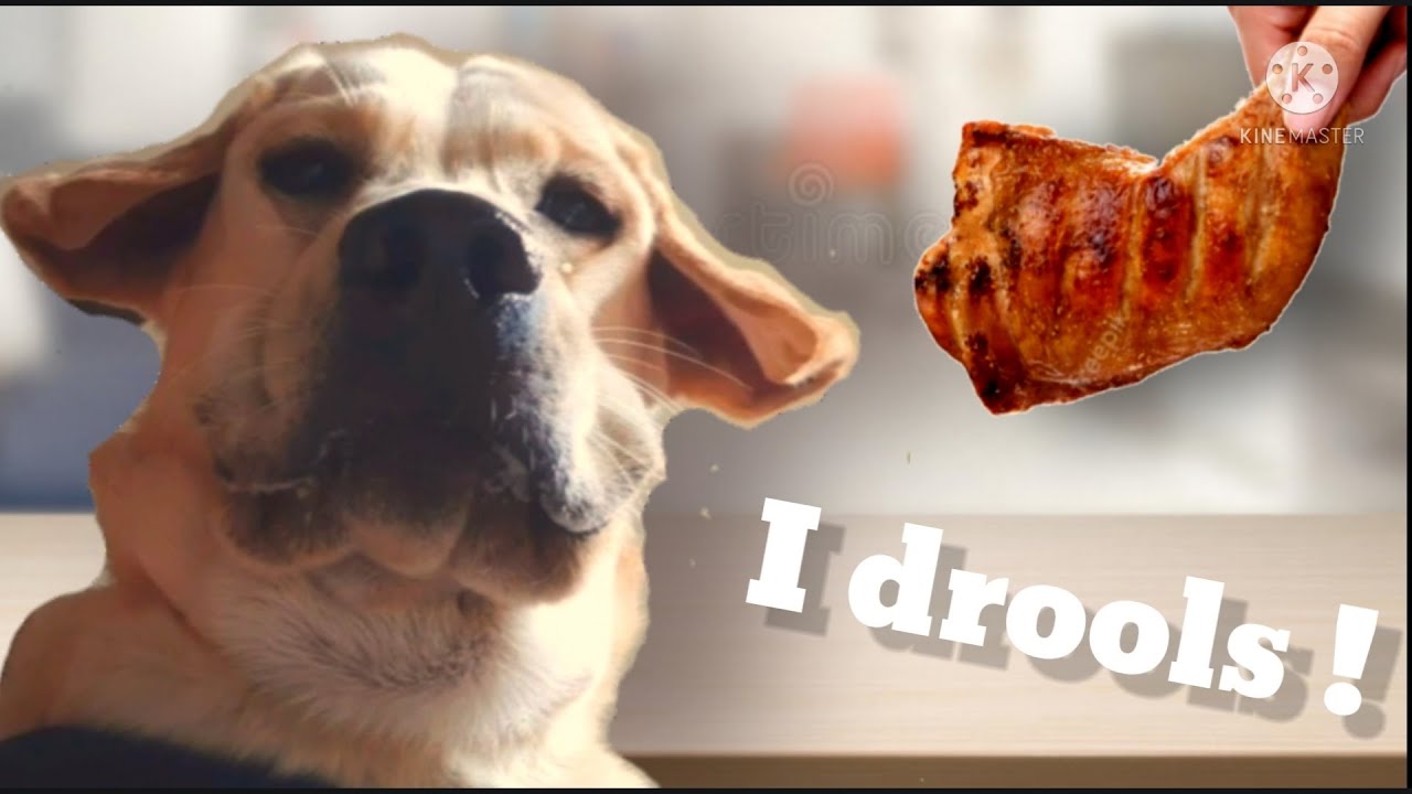 Chef Labrador Learns How to Grill Chicken - YouTube