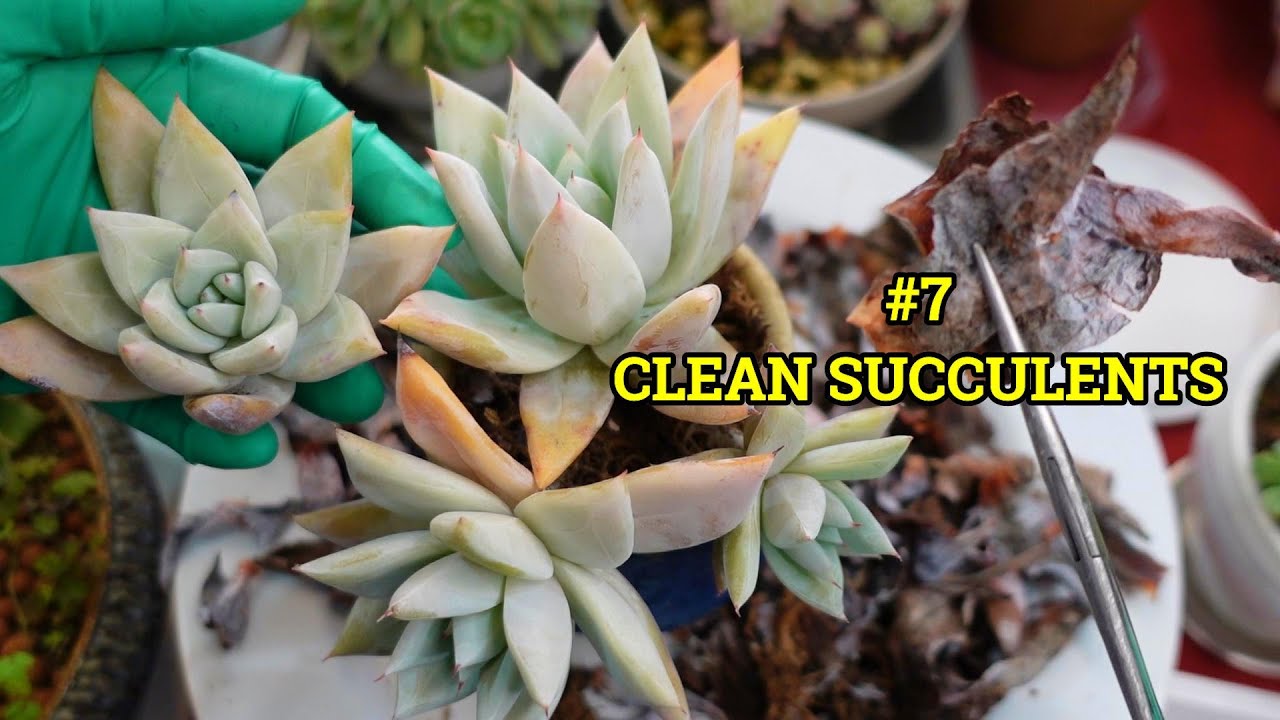 CLEAN UP SUCCULENTS #7: Saying Goodbye | Growing Succulents with LizK ...