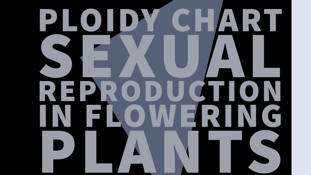 PLOIDY CHART - YouTube