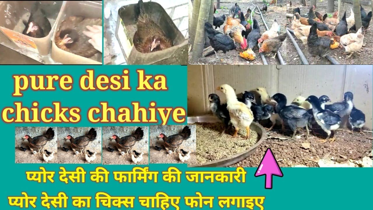 pure desi murgi farming।।pure desi murgi farming in india।।desi murgi ...