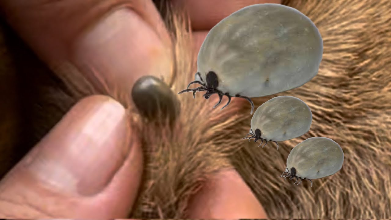 Removing a very big tick - YouTube