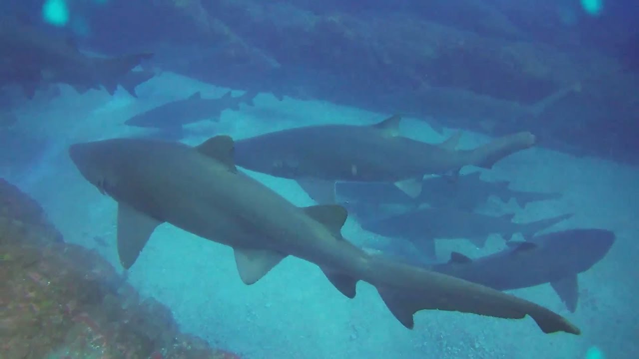 E08 - Diving with the Grey Nurse Sharks, Wolf Rock, Rainbow Beach - YouTube