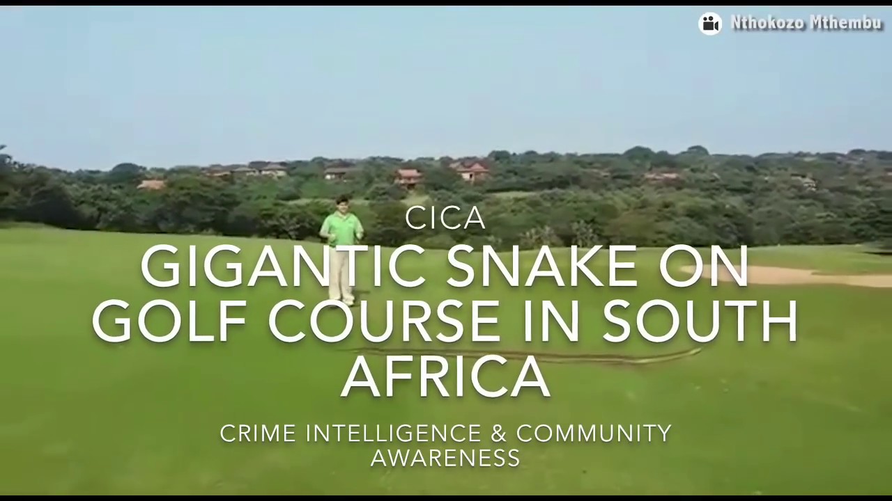 Huge African Rock Python snake spotted on Zimbali golf course in ...