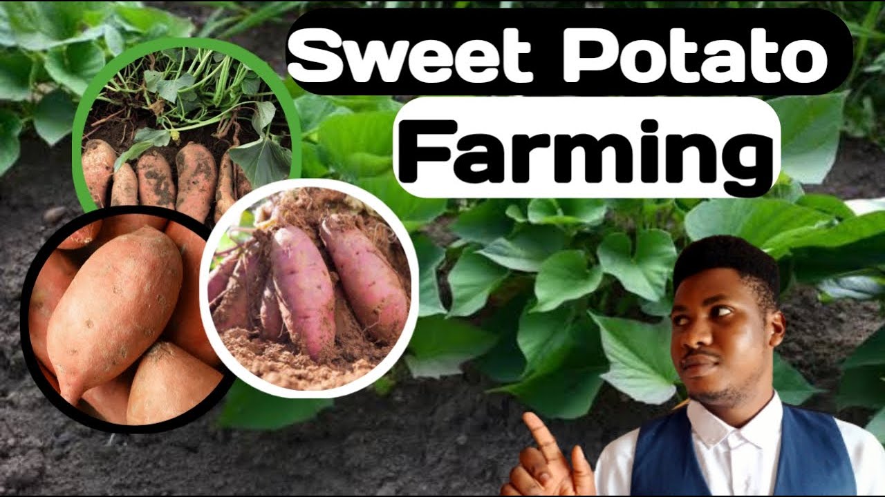 How to Grow Sweet Potato Successful it's Super Easy/addota farm - YouTube