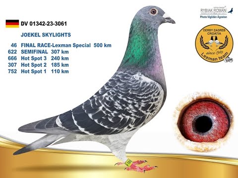 500Km Played Jan Arden Male | Janarden | One Loft Race | Marathon ...