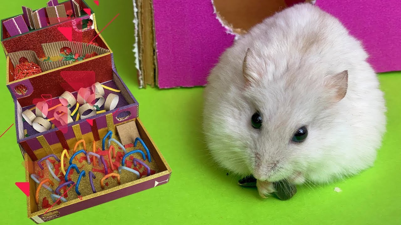 Hamster king of the hill Maze - YouTube