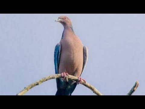 Caçada de pomba verdadeira - YouTube
