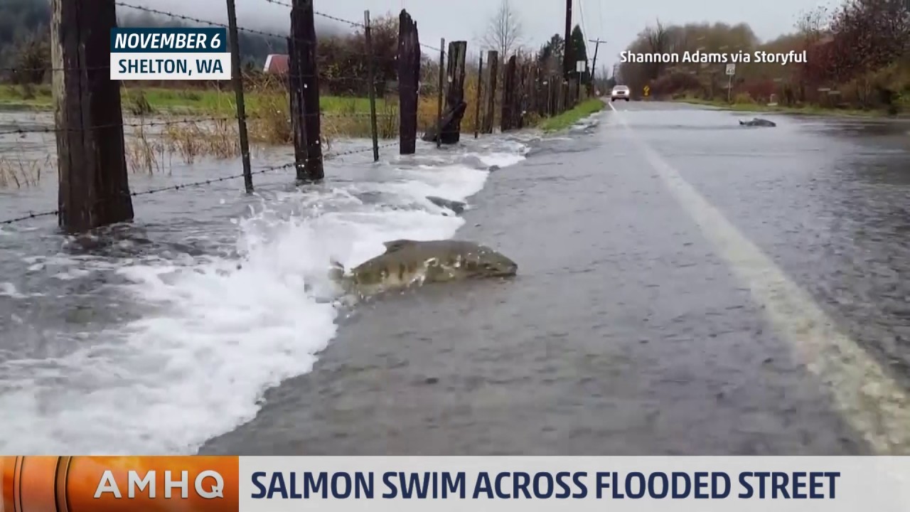 Salmon Swim Across Flooded WA Street - YouTube