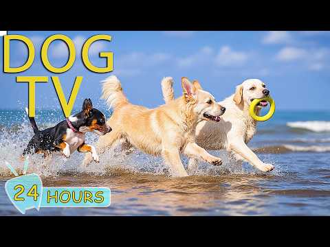 DOG TV: Videos Entertain & Relax for Dogs to Watch a Home Alone All Day - Anti-Stress Music for Dogs