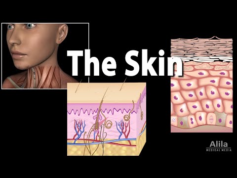 What Does Derm Mean In Science