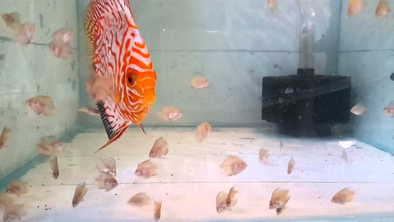 Red Map Discus (S.A.DISCUS )(INDIA) SALMAN ASLAM - YouTube