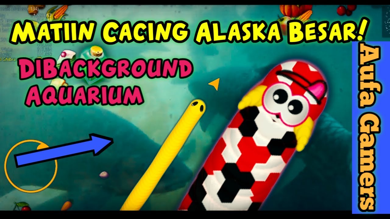 MAIN CACING ALASKA DI AQUARIUM | WORMS ZONE.io - YouTube