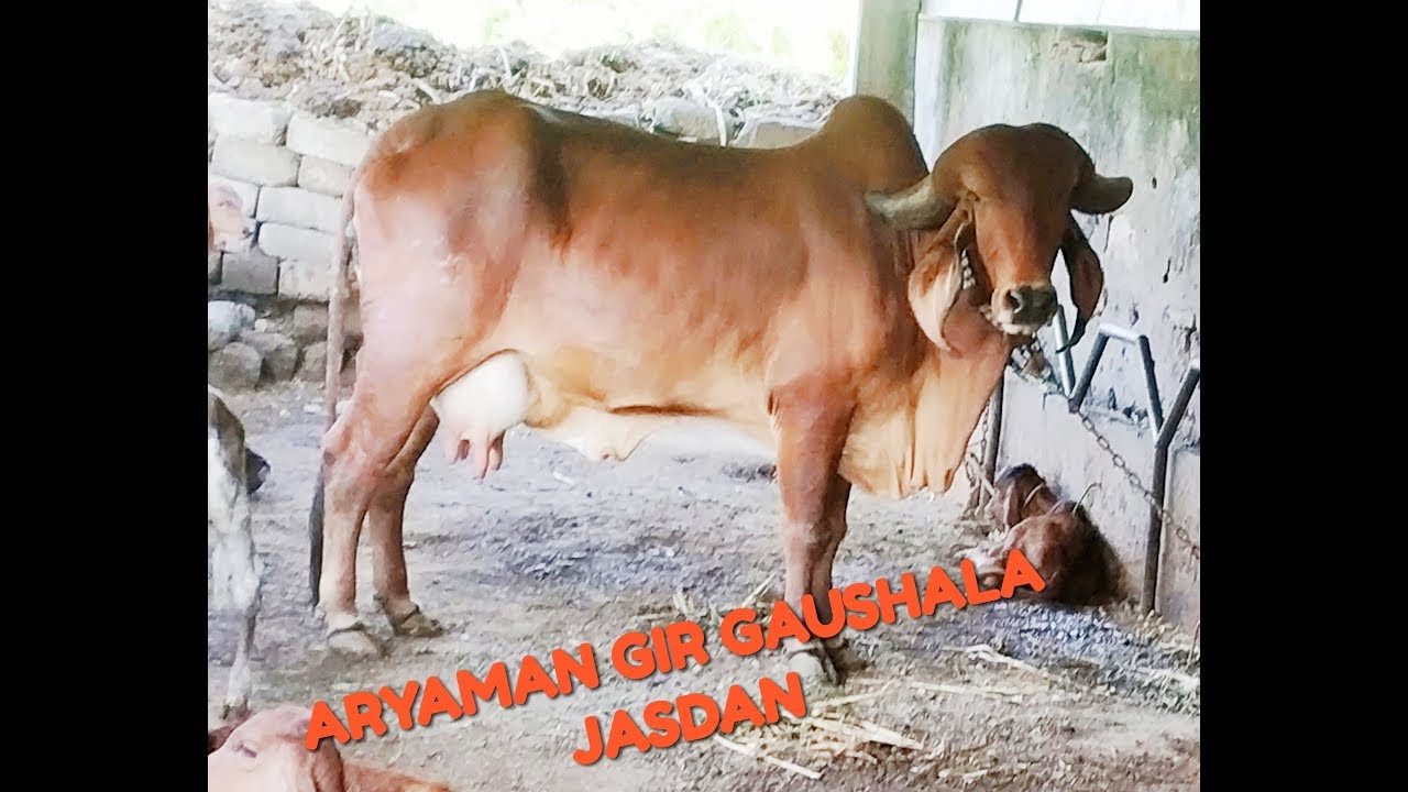 GIR GAUMATA IS _WORLD_BEST GAUMATA AT PRESENT TIME...!!!!! - YouTube
