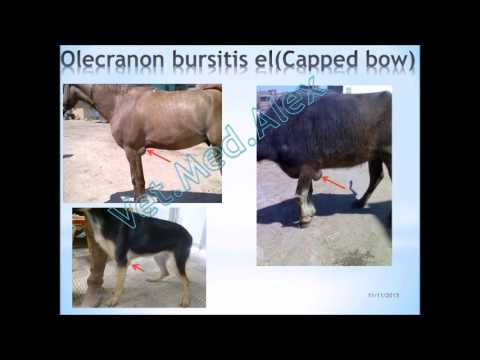 Bursa & Bursitis in animals - YouTube