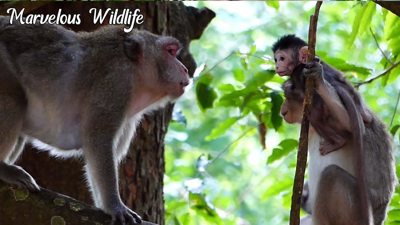 Update on 19-May-2023, Jane monkey talking with her baby Jonna, Baby ...