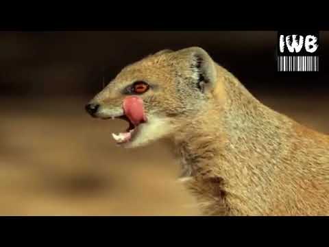 Ilonlar