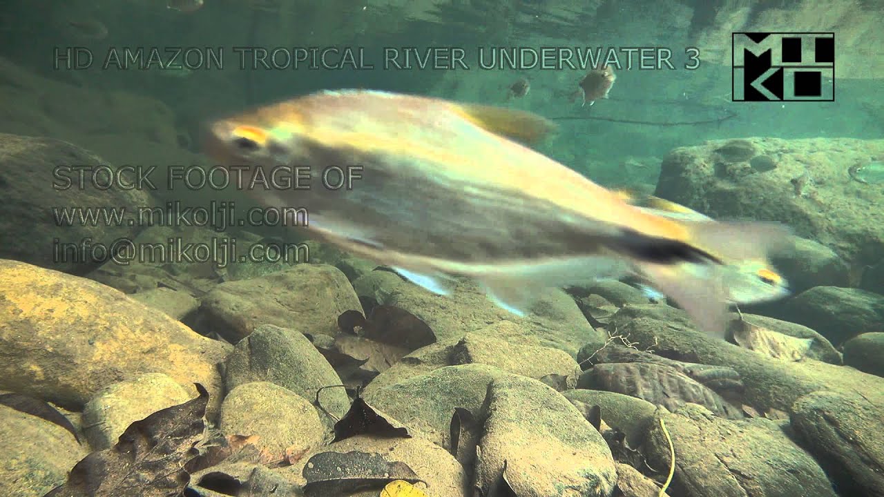 Amazon River Fish Underwater