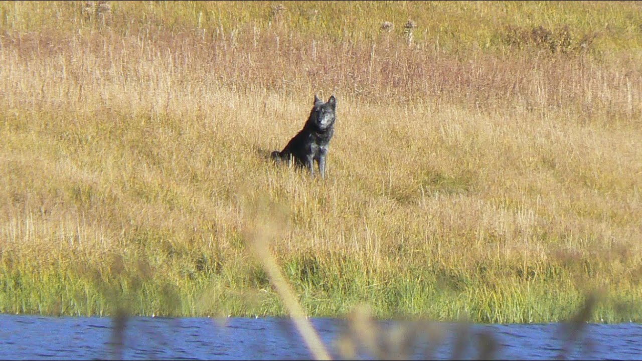 Wolf at Grebe Lake, Yellowstone National Park - YouTube