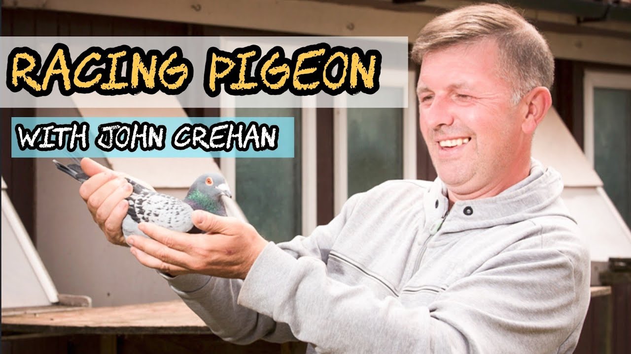 John Crehan & Hooymans racing pigeon Pigeons from uk : Part 3 . - YouTube