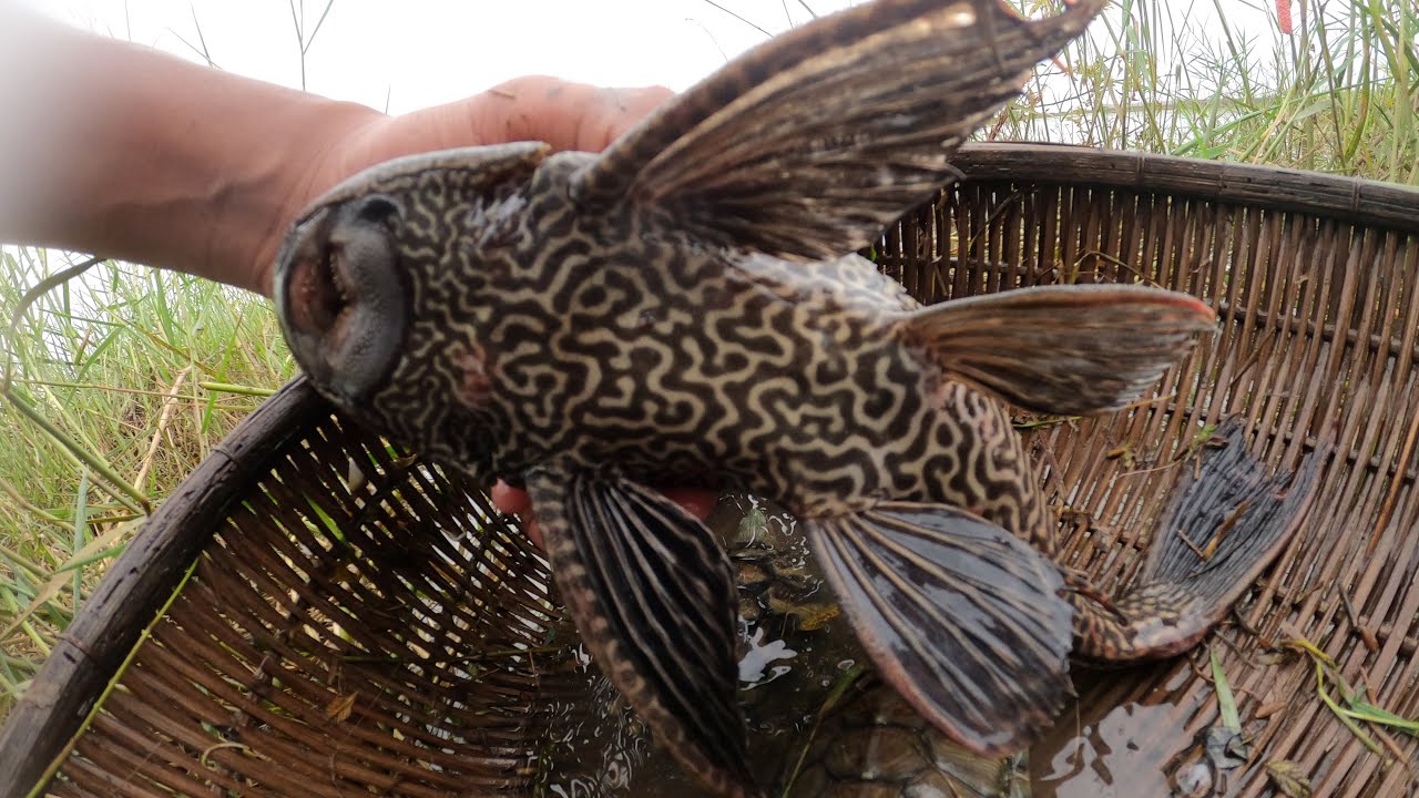 Amazing Monster Fish_ Catching A Monster and Turtle in Field By ...