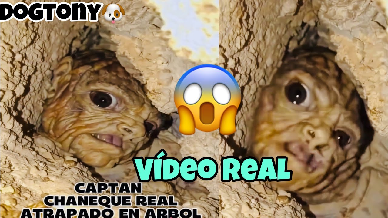 CAPTAN A CHANEQUE REAL ATRAPADO EN UN ARBOL VERACRUZ VIDEO - YouTube