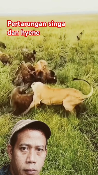 pertarungan singa dan hyena #shortvideo #kinganimal #happy #video #funny #live - YouTube