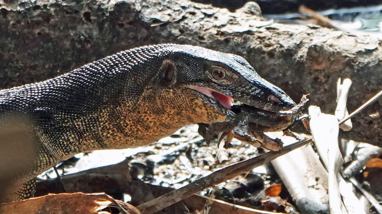 A challenging mouthful of CRAB for MONITOR LIZARD! - YouTube