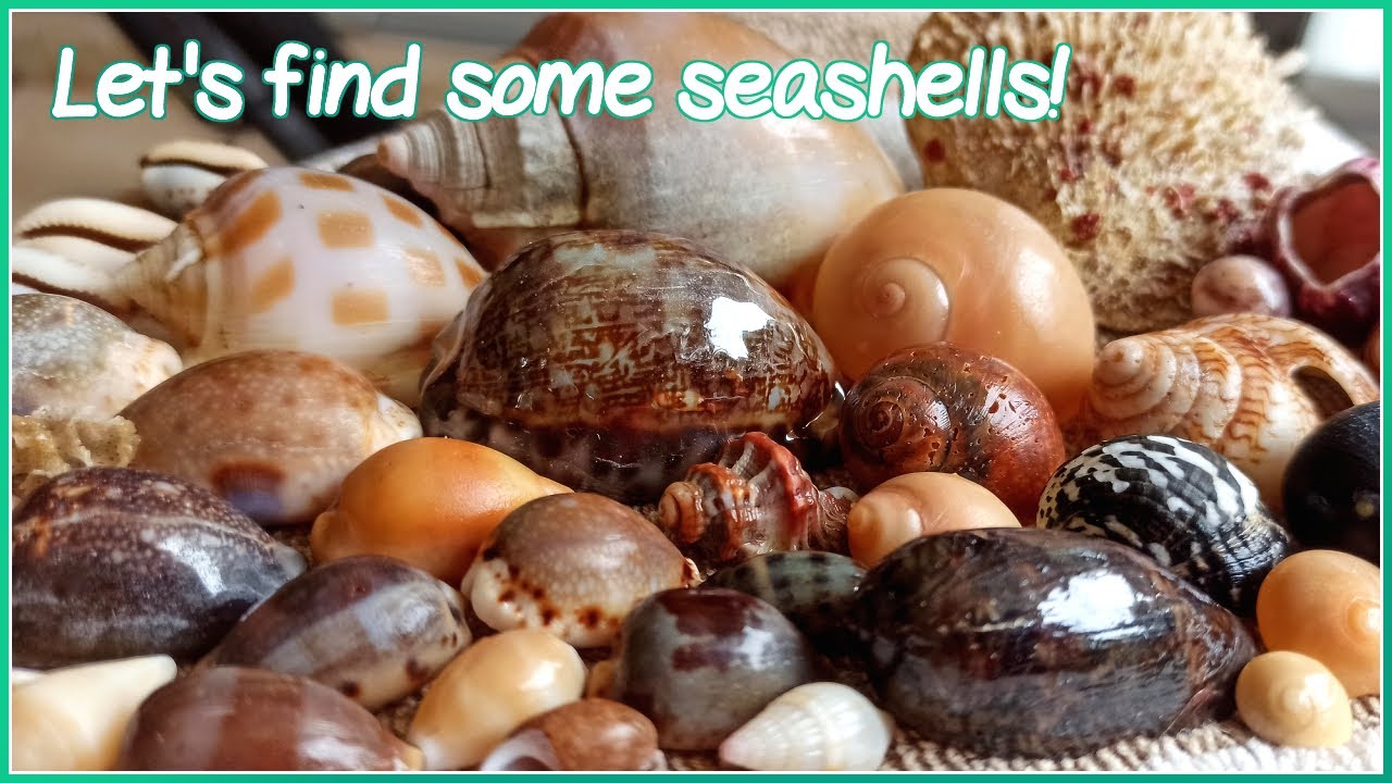 Finding Seashells on a Cloudy Day | Arabian & Spondylus? - YouTube