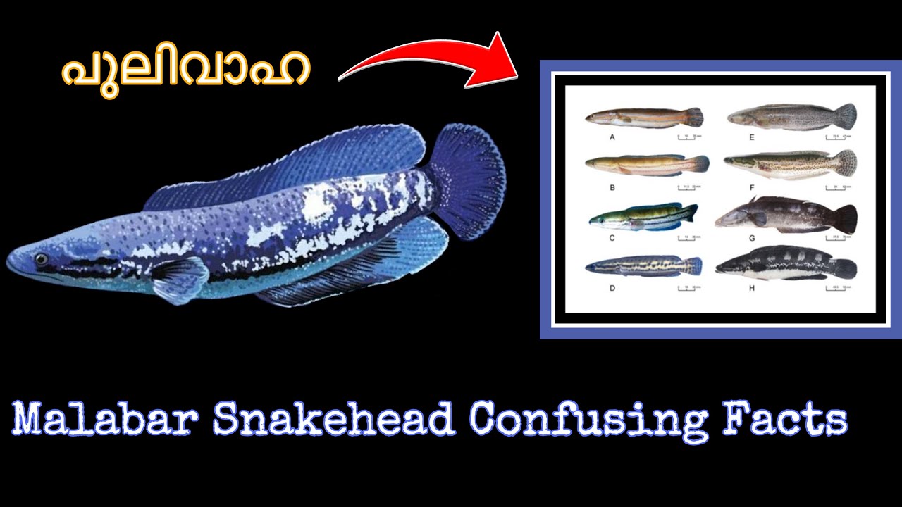 പുലിവാഹ തന്നെയാണ് നീലവാഹ || Malabar Snakehead Confusing Facts ...