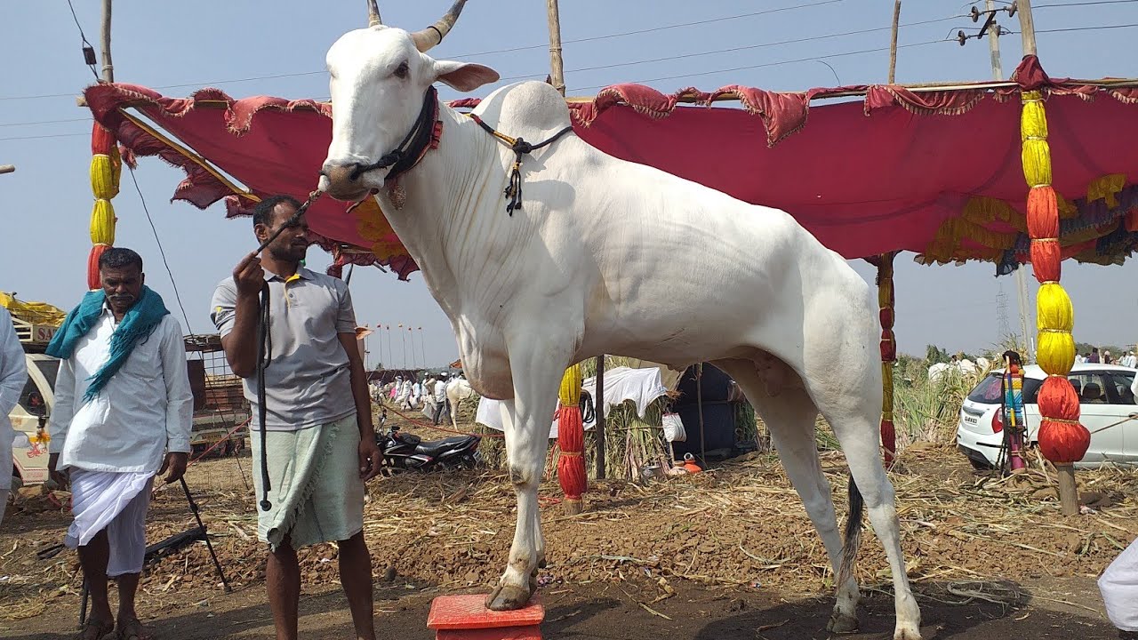 Beautiful khillari stud bull from chadachan costs 5 lakhs - YouTube