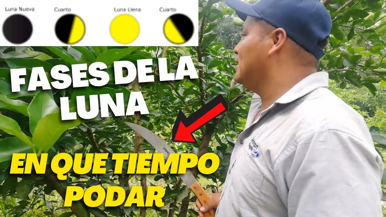 FASES de la LUNA en Cual debes PODAR tu Planta de Limón | En que fase ...