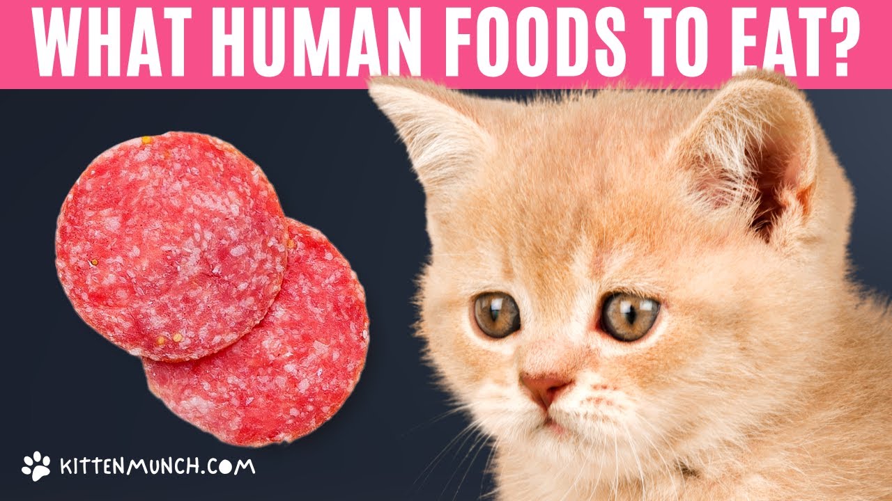 What Human Foods Can My Cat Eat And What To Avoid YouTube what-human-foods-can-my-cat-eat-and-what-to-avoid-youtube