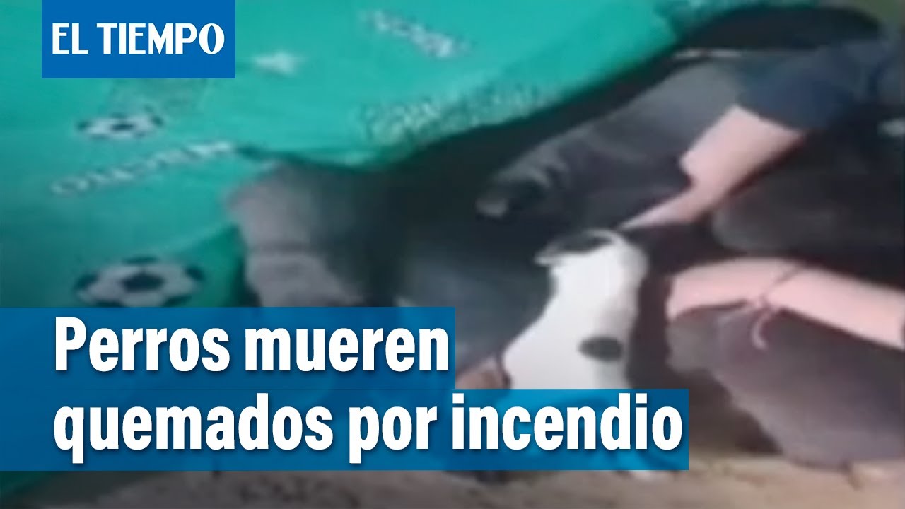 Animales resultaron calcinados en incendio | El Tiempo - YouTube