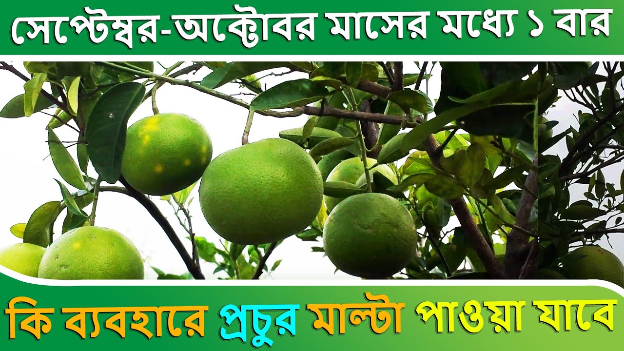 Citrus : Malta Fruit Tree Care | Malta Farming | মাল্টা ফল । Gardening ...