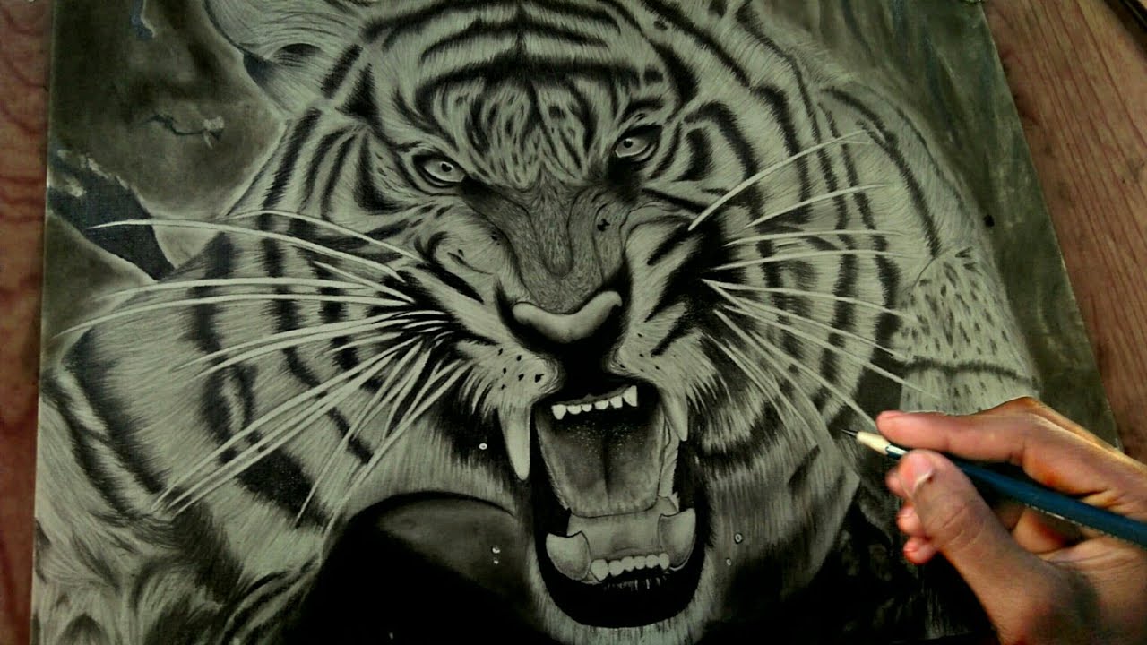 how to draw realistic Tiger drawing/ tiger drawing / time lapse - YouTube