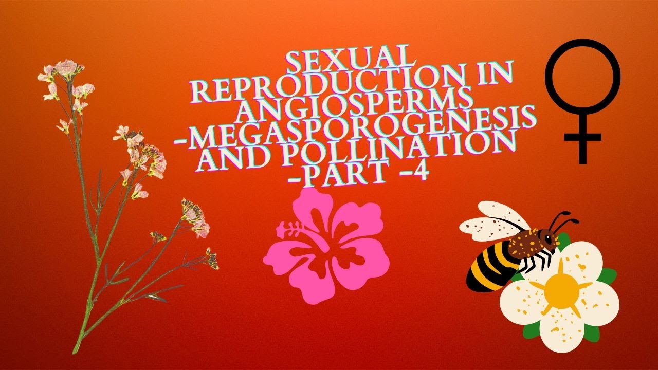 Sexual Reproduction in Angiosperms -Part-4(Megasporogenesis and ...
