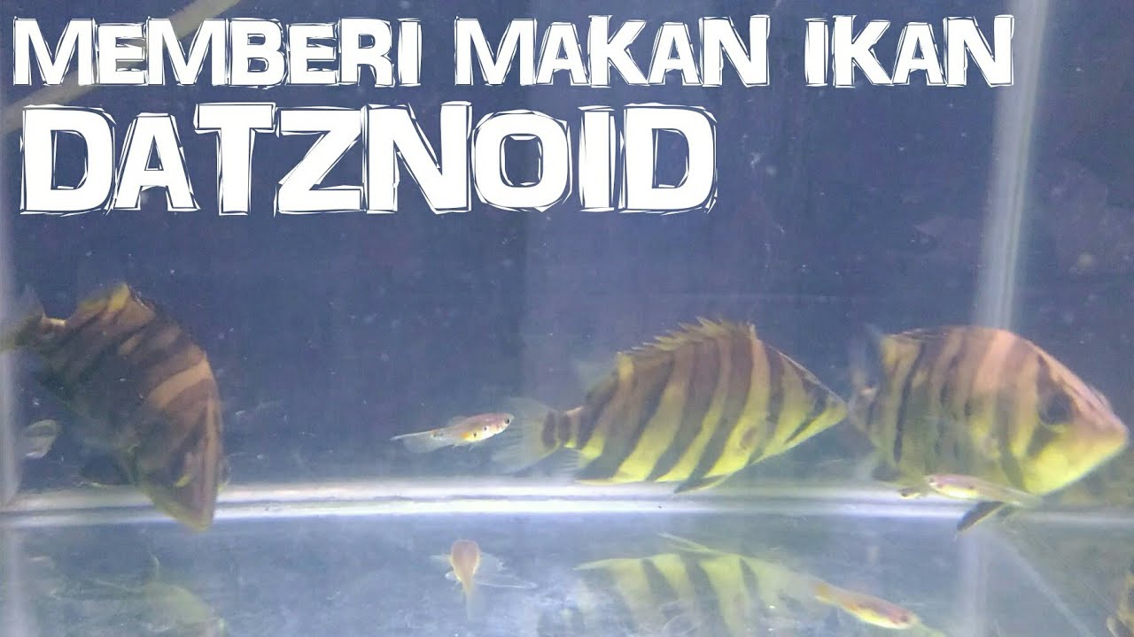 MEMBERI MAKAN IKAN DATZNOID - YouTube