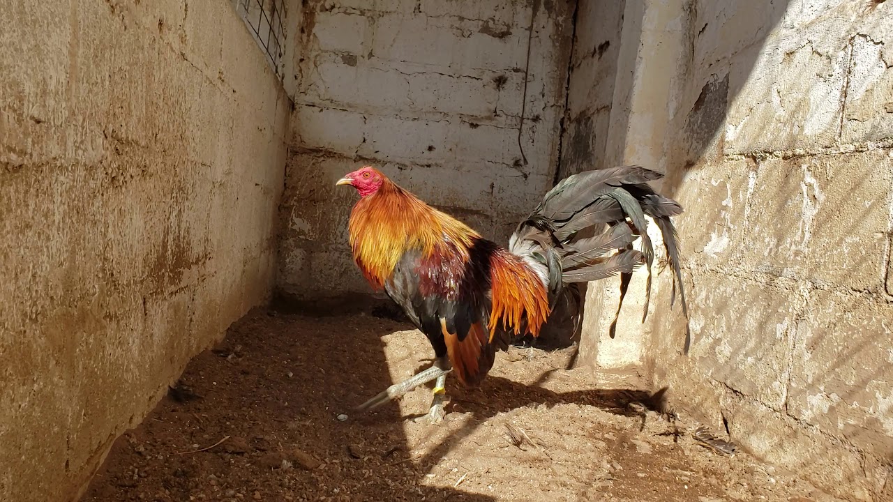 Hatch Blueface. - YouTube