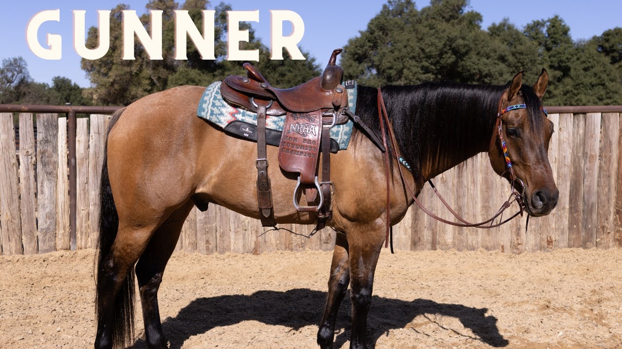Meet Gunner: The Gentle and Versatile Dun Gelding | Lazy Oaks Ranch ...