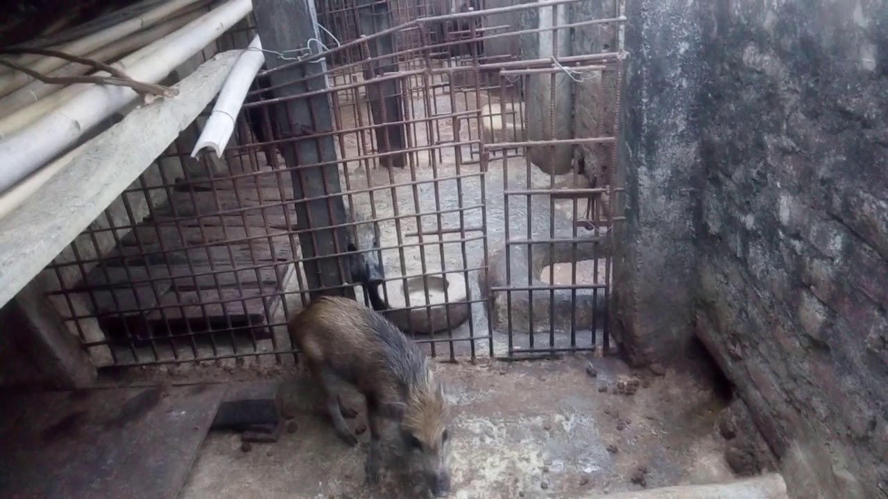 Badel(jungle pig) was found in home at basaha - YouTube