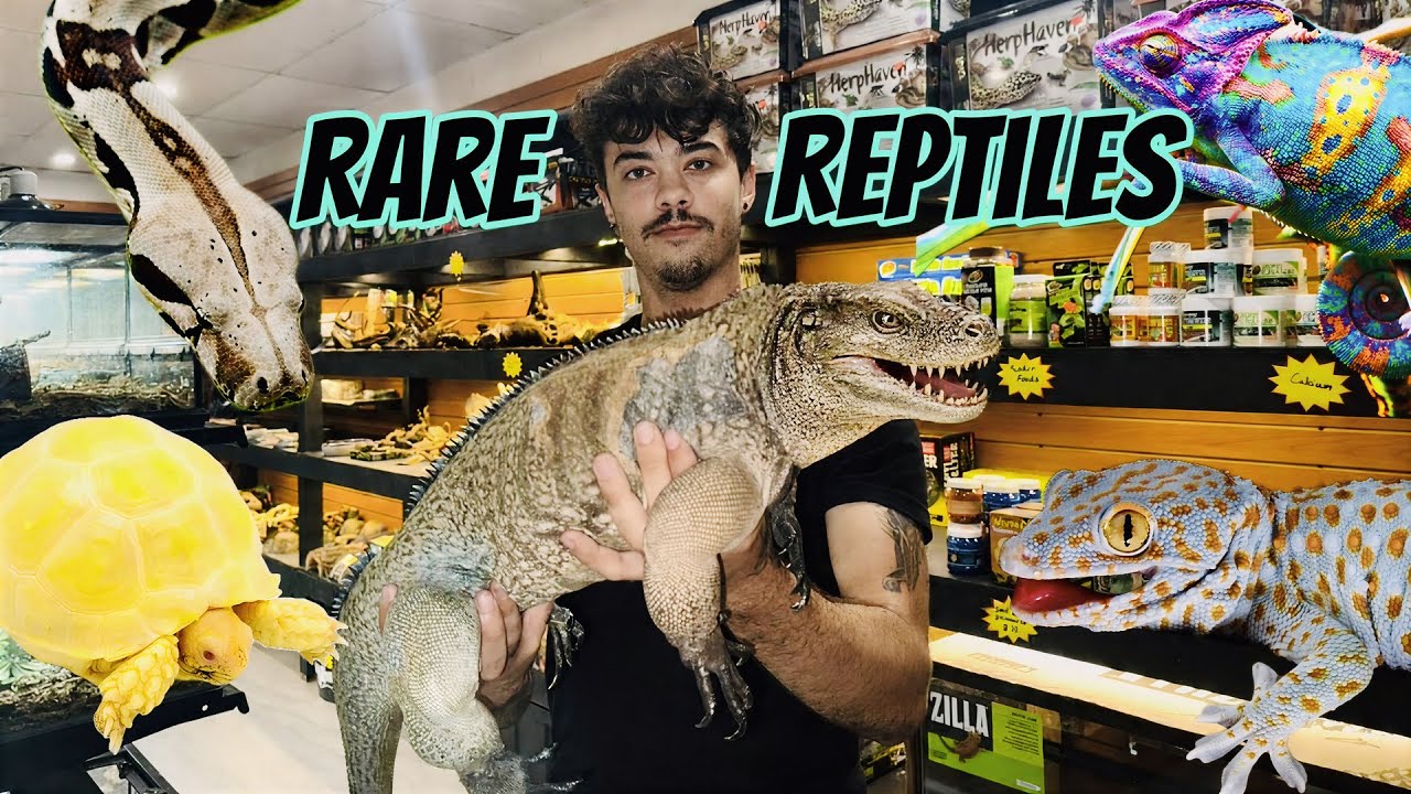 INSANELY RARE REPTILES AT MIAMI REPTILE COMPANY!!! - YouTube