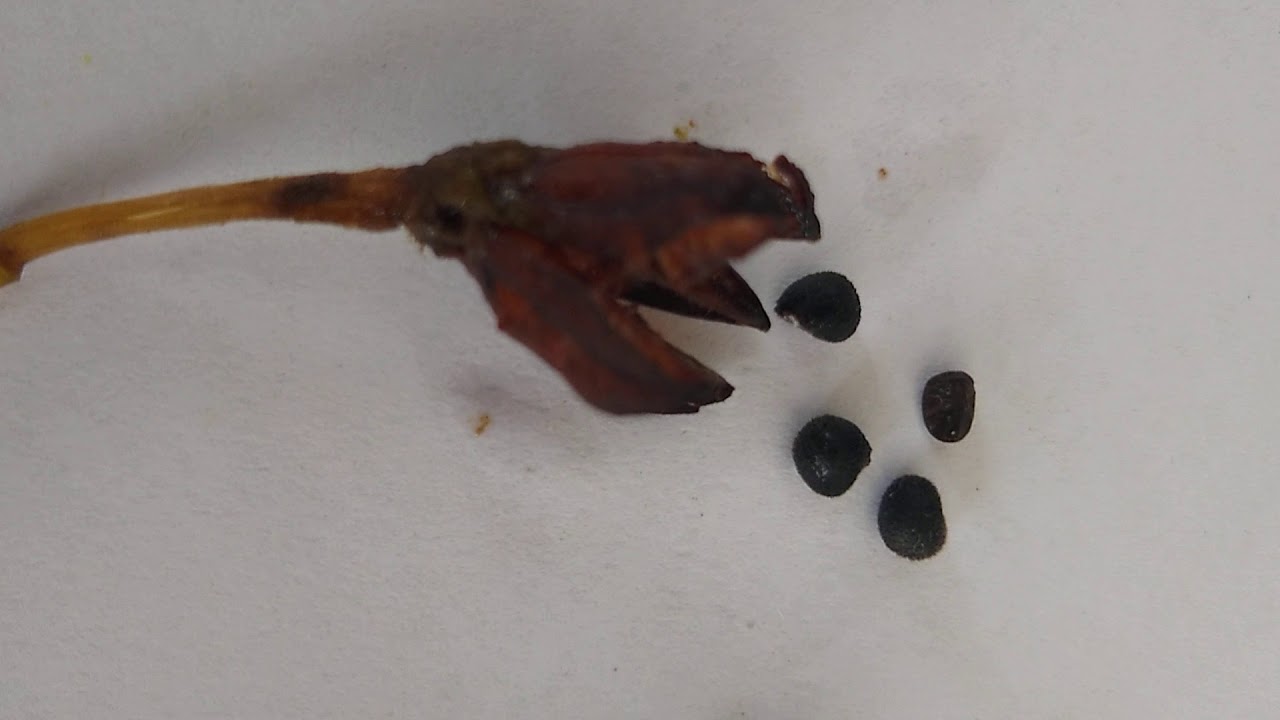 Shoe flower seed - YouTube