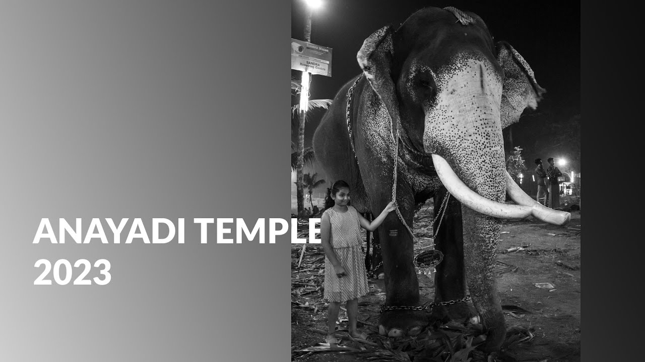 Temple Festival Anayadi 2023 | Puthankulam Modi Elephant - YouTube