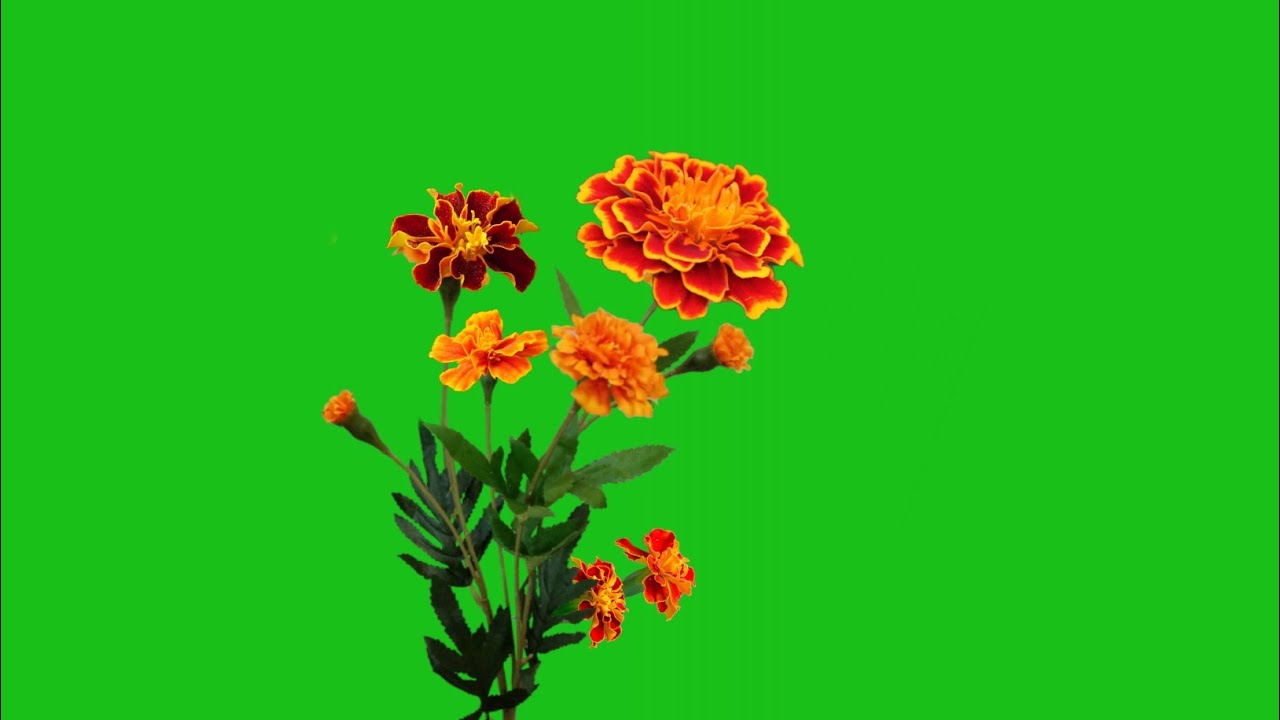 marigold flower green screen | flower green screen status | green ...