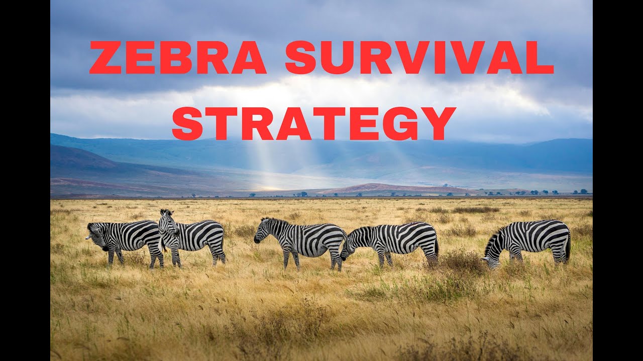 Zebra Survival Strategy | Wild Diary Florence - YouTube