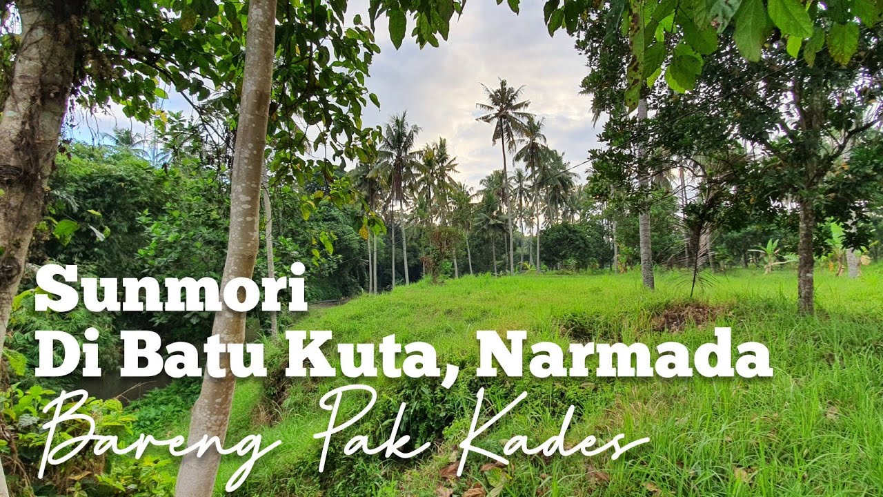 SUNMORI KE BATU KUTA, NARMADA. BANTU PAK KADES MERAJUT MIMPI. #sunmori ...