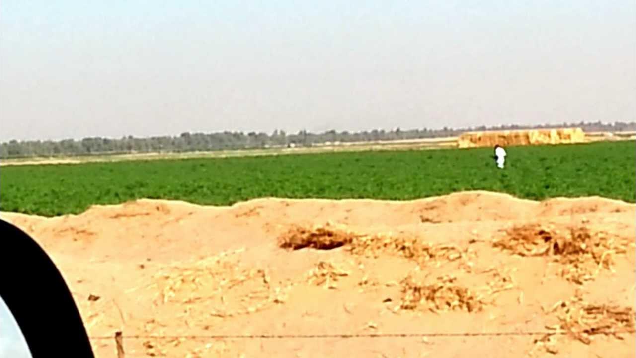 صيد لقلق بعيد - ابو وسيم - YouTube